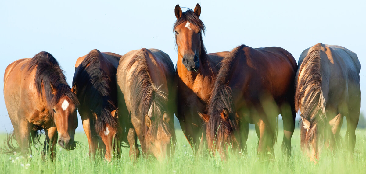 Isolerad vattenbalja för hage och stall - Jonastorps Gård